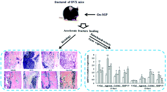 Sialoglycoprotein isolated from the eggs of Gadus morhua enhances ...