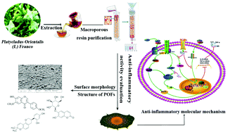 Macroporous resin purification and characterization of flavonoids from ...