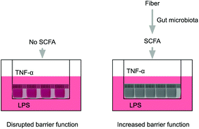 Dietary fibre-based SCFA mixtures promote both protection and repair of ...