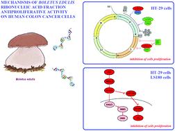 New insights into the molecular mechanism of Boletus edulis ribonucleic ...