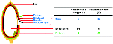 Rice bran constituents: immunomodulatory and therapeutic activities ...