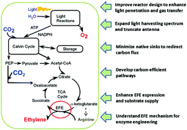 Techno-economic analysis of a conceptual biofuel production process ...