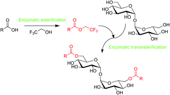 A fully enzymatic esterification/transesterification sequence for the ...