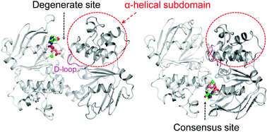 Allosteric effects of ATP binding on the nucleotide-binding domain of a ...