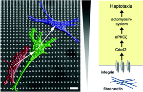 Actomyosin contractility and RhoGTPases affect cell-polarity and ...