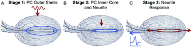 A multiphysics model of the Pacinian corpuscle - Integrative Biology ...