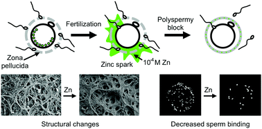 Zinc sparks induce physiochemical changes in the egg zona pellucida ...