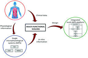 Multi-functional scaling methodology for translational pharmacokinetic and pharmacodynamic ...