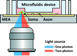 One-photon and two-photon stimulation of neurons in a microfluidic ...