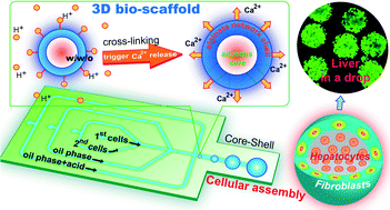 Controlled assembly of heterotypic cells in a core–shell scaffold ...