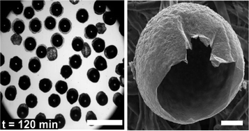 Stabilization of carbon dioxide (CO2) bubbles in micrometer-diameter ...