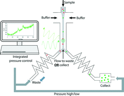 Continuous cell sorting in a flow based on single cell resonance Raman ...