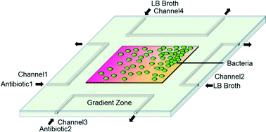 Cell-on-hydrogel platform made of agar and alginate for rapid, low-cost ...