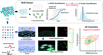 Dual transcript and protein quantification in a massive single cell ...