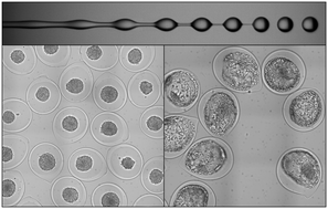 Controlled production of sub-millimeter liquid core hydrogel capsules ...