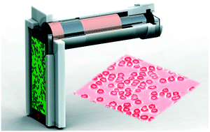 Smartphone based hand-held quantitative phase microscope using the ...