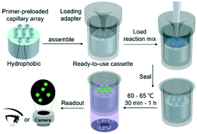 Visual detection of multiple genetically modified organisms in a ...
