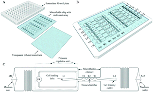 A vascularized and perfused organ-on-a-chip platform for large-scale ...