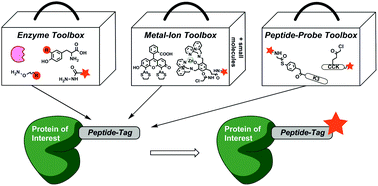 Peptide-tags for site-specific protein labelling in vitro and in vivo ...