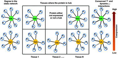 Interaction and localization diversities of global and local hubs in ...