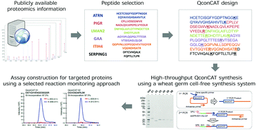 High-throughput production of a stable isotope-labeled peptide library ...