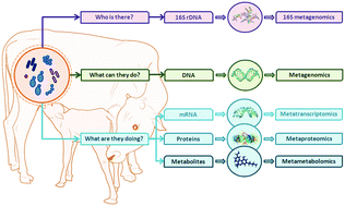 The bovine milk microbiota: insights and perspectives from -omics studies - Molecular BioSystems ...