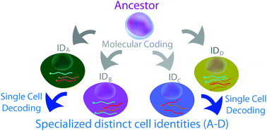 Cellular identity at the single-cell level - Molecular BioSystems (RSC ...
