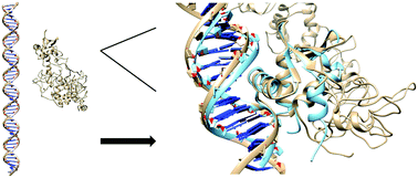 Molecular dynamics studies on the DNA-binding process of ERG ...