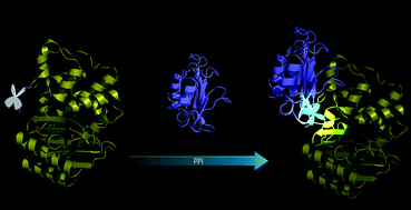 ‘Light up’ protein–protein interaction through bioorthogonal ...