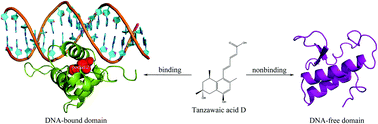 Integrated discovery of FOXO1–DNA stabilizers from marine natural ...