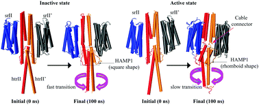 Conformational states of HAMP domains interacting with sensory ...