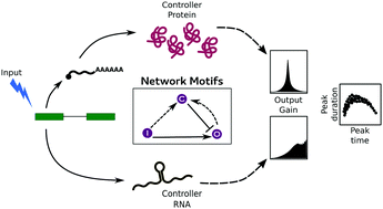 Systematic comparison of the response properties of protein and RNA ...