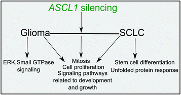 System analysis identifies distinct and common functional networks ...