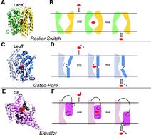 SLC transporters: structure, function, and drug discovery - MedChemComm ...