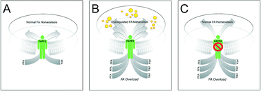 Fatty acid transport proteins: targeting FATP2 as a gatekeeper involved ...