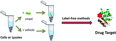 Label-free technologies for target identification and validation ...