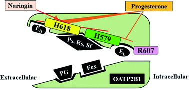 Molecular localization and characterization of multiple binding sites ...