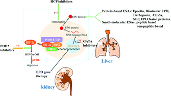 Small-molecule inhibitors of HIF-PHD2: a valid strategy to renal anemia ...