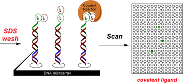 Screening for covalent inhibitors using DNA-display of small molecule ...
