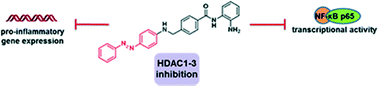 Chemical epigenetics to assess the role of HDAC1–3 inhibition in ...