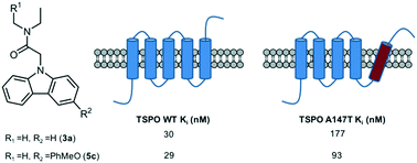 Determination and reduction of translocator protein (TSPO) ligand ...