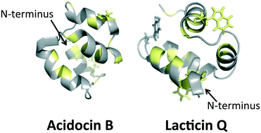 Structural features of many circular and leaderless bacteriocins are ...