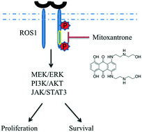 Identification of mitoxantrone as a new inhibitor of ROS1 fusion ...