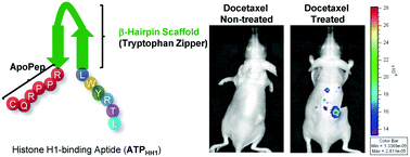 A histone H1-binding-aptide-based apoptosis imaging probe for ...