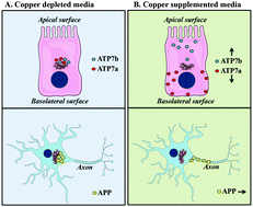 Metallo-pathways to Alzheimer's disease: lessons from genetic disorders ...