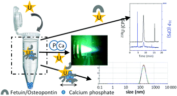 Investigation of uranium interactions with calcium phosphate-binding ...