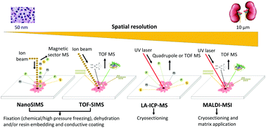 Application of imaging mass spectrometry approaches to facilitate metal ...