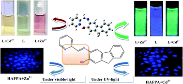 A novel fluorene based “turn on” fluorescent sensor for the ...