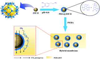 Multi-functional polydopamine coating: simultaneous enhancement of ...