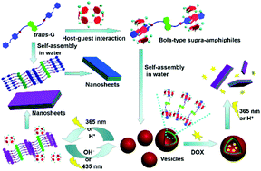 Dual-responsive self-assembly of a bola-type supra-amphiphile constructed from a new pillar[6 ...